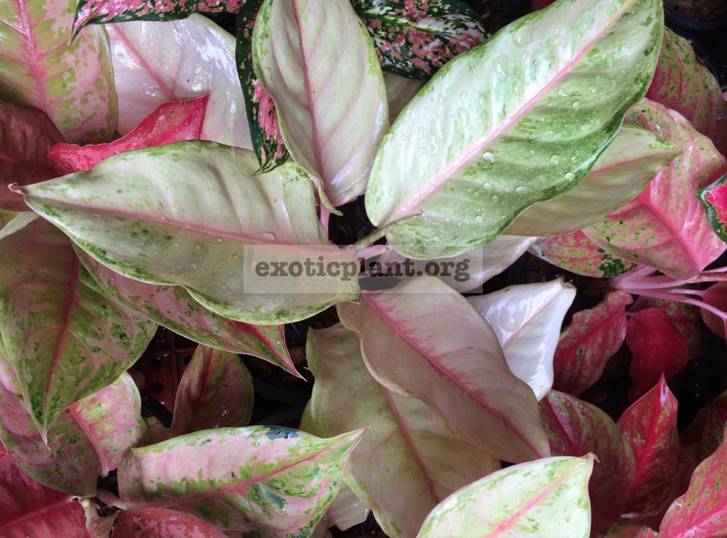 Aglaonema | EXOTIC PLANT Редкие коллекционные растения