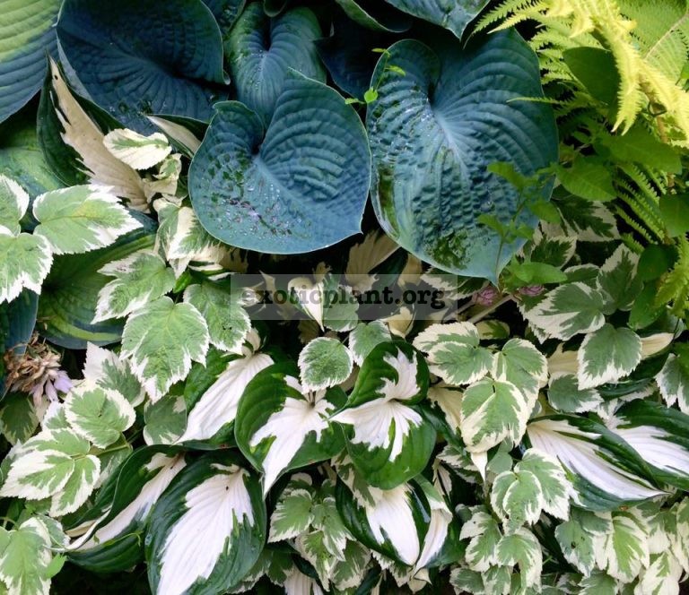 hosta | EXOTIC PLANT Редкие коллекционные растения