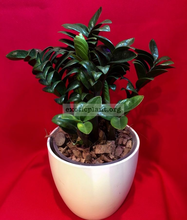 Замиокулькас (Zamioculcas zamiifolia) | Exotic Plant