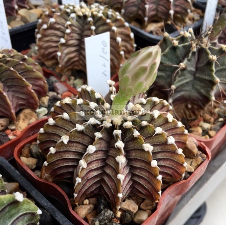 Gymnocalycium friedrichii LB 2178 Aqua Dulce | EXOTIC PLANT Редкие ...