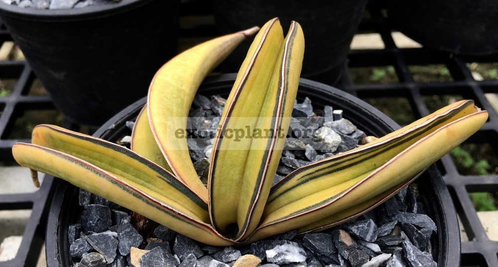 131.1 hallii «Pink Bat» variegated 350 | EXOTIC PLANT Редкие ...