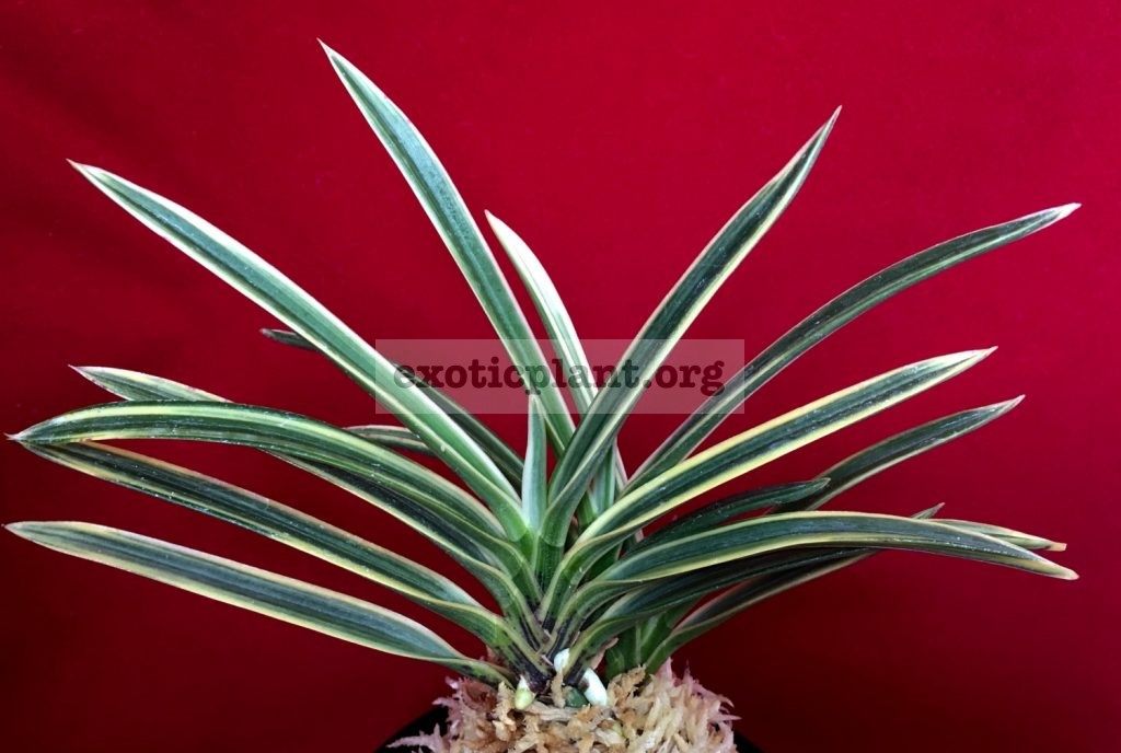 Neofinetia falcata Gojo Fukurin 御城覆輪 | EXOTIC PLANT Редкие ...