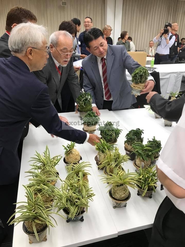 Judging | EXOTIC PLANT Редкие коллекционные растения