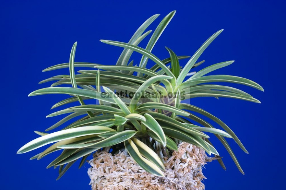 白皇覆輪 Hakuo Fukurin | EXOTIC PLANT Редкие коллекционные растения