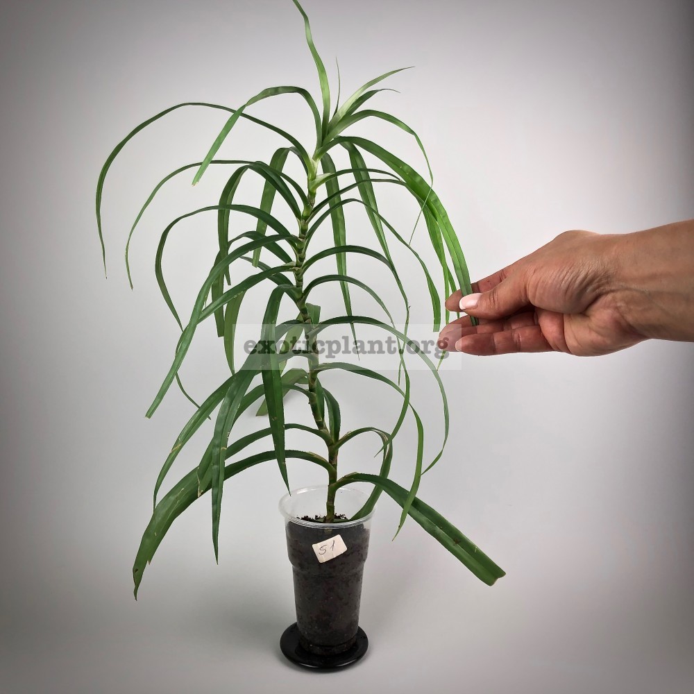 Pandanus candelabrum Silver Star №51 1200 новая цена 750 | EXOTIC PLANT ...