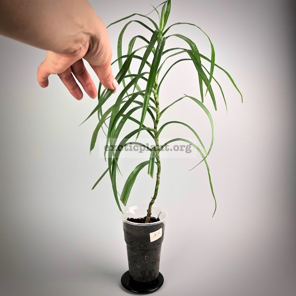 Pandanus candelabrum Silver Star №53 1200 новая цена 750 | EXOTIC PLANT ...