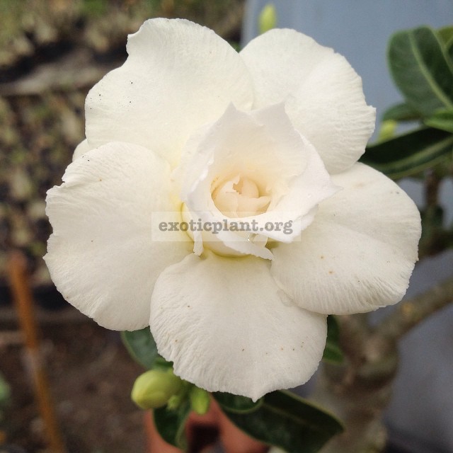 adenium-White-Gardenia-dwarf-26 | EXOTIC PLANT Редкие коллекционные ...