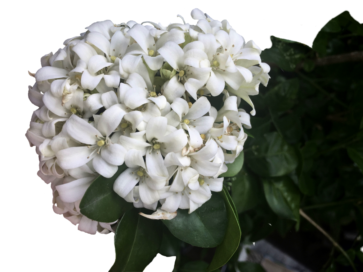 murraya-for-slider | EXOTIC PLANT Редкие коллекционные растения