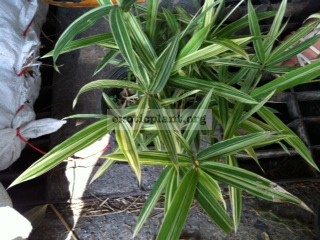 Arundinaria-suberecta-Dwarf-variegated-Bambusa-Suberecta-Jesse-Durko-50 ...