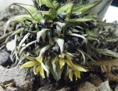 Curculigo-capitulata-Palm-Grass-44-1 | EXOTIC PLANT Редкие ...