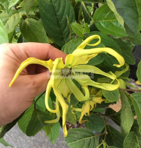 cananga-odorata-flower | EXOTIC PLANT Редкие коллекционные растения
