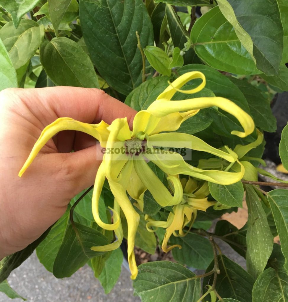 cananga-odorata-flower | EXOTIC PLANT Редкие коллекционные растения