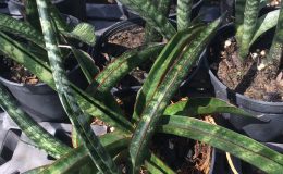 169 «Red Ribbon» 24 | EXOTIC PLANT Редкие коллекционные растения