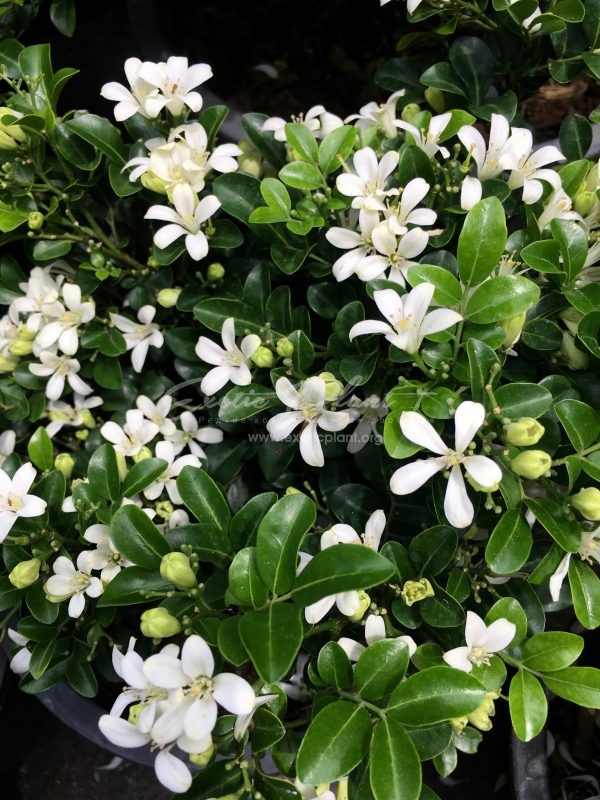 Murraya paniculata ‘Min-a-min’ (big leaf)