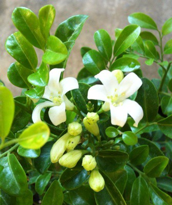 Murraya-paniculata-Min-a-min-big-leaf-25-e1451324078383-1 | EXOTIC ...