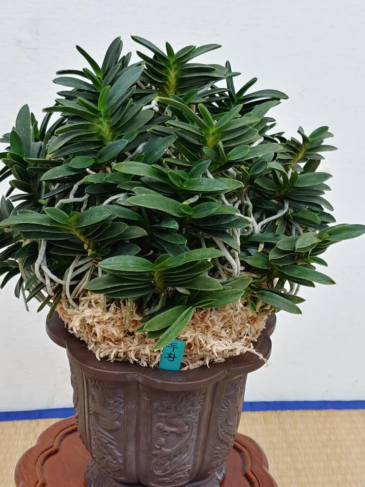 Автор Elena Kostrova