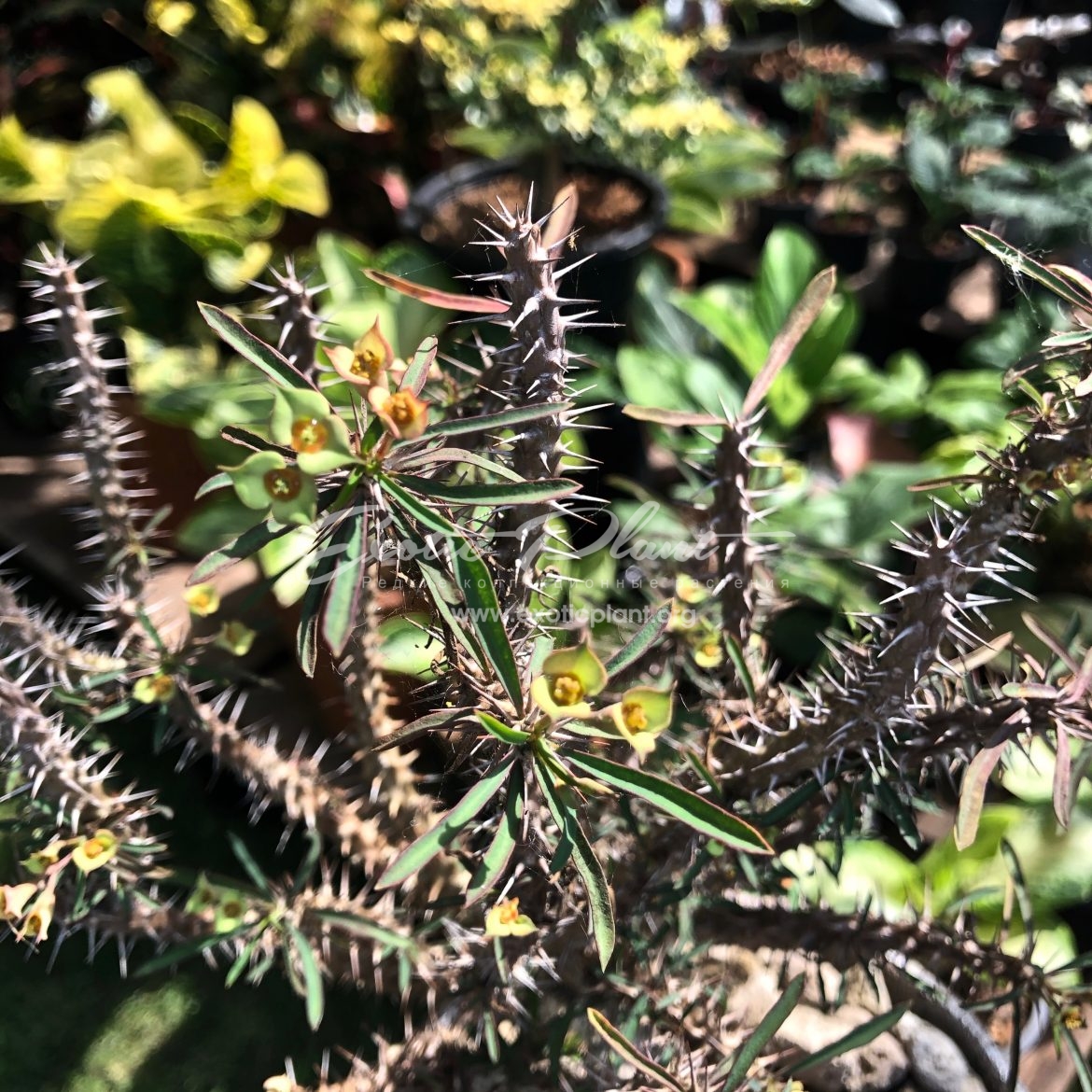 euphorbia rossii 150 | EXOTIC PLANT Редкие коллекционные растения