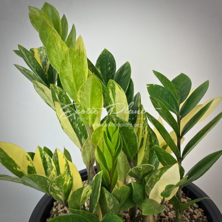Замиокулькас (Zamioculcas zamiifolia) | EXOTIC PLANT Редкие ...