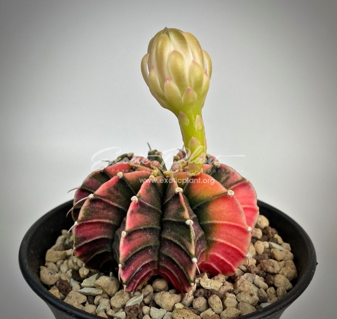 Gymnocalycium friedrichii LB 2178, Agua Dulce variegated | EXOTIC PLANT Редкие коллекционные ...