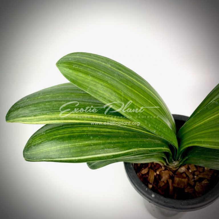 clivia miniata Daruma variegated | EXOTIC PLANT Редкие коллекционные растения